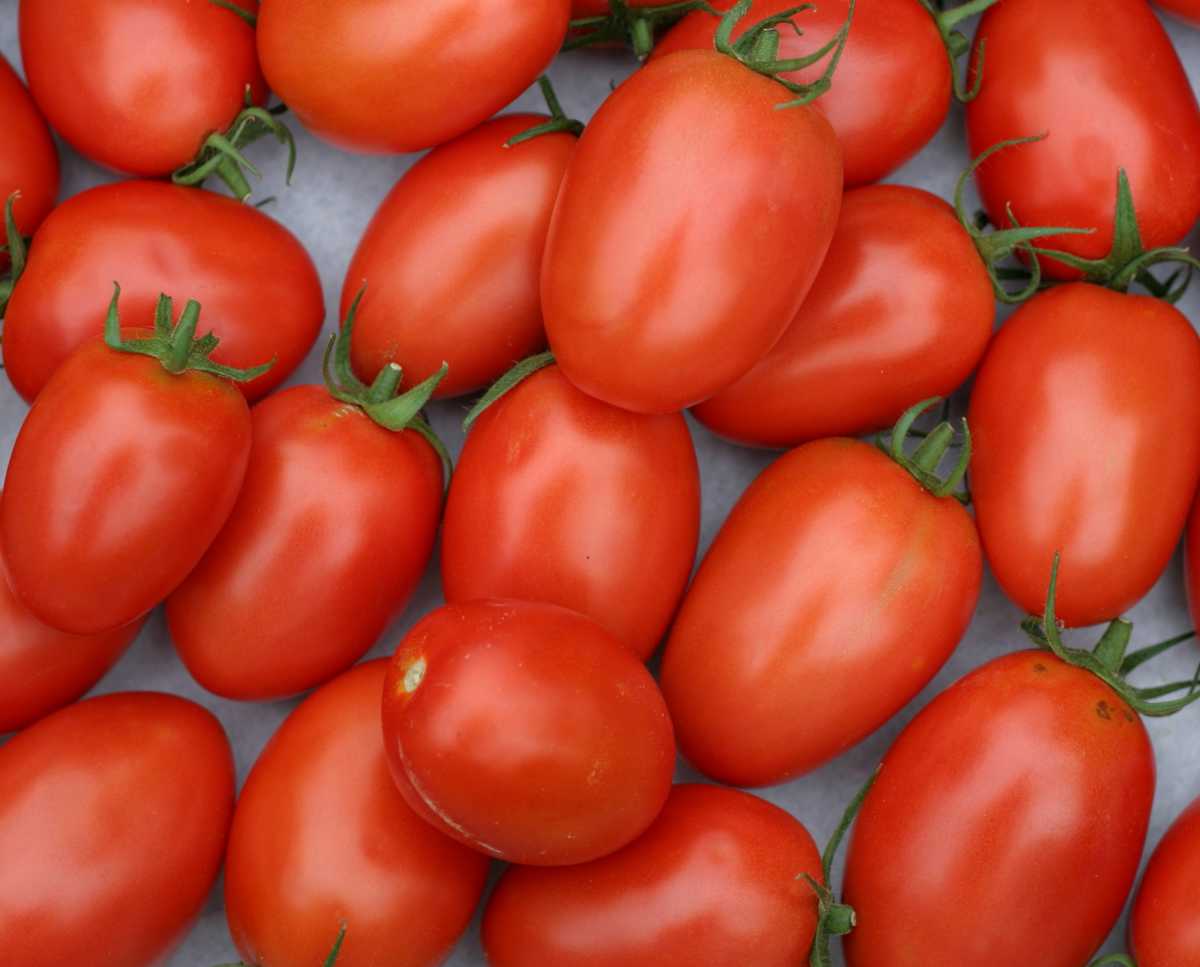 Roma (Sauce) Tomato – Indoor Organics